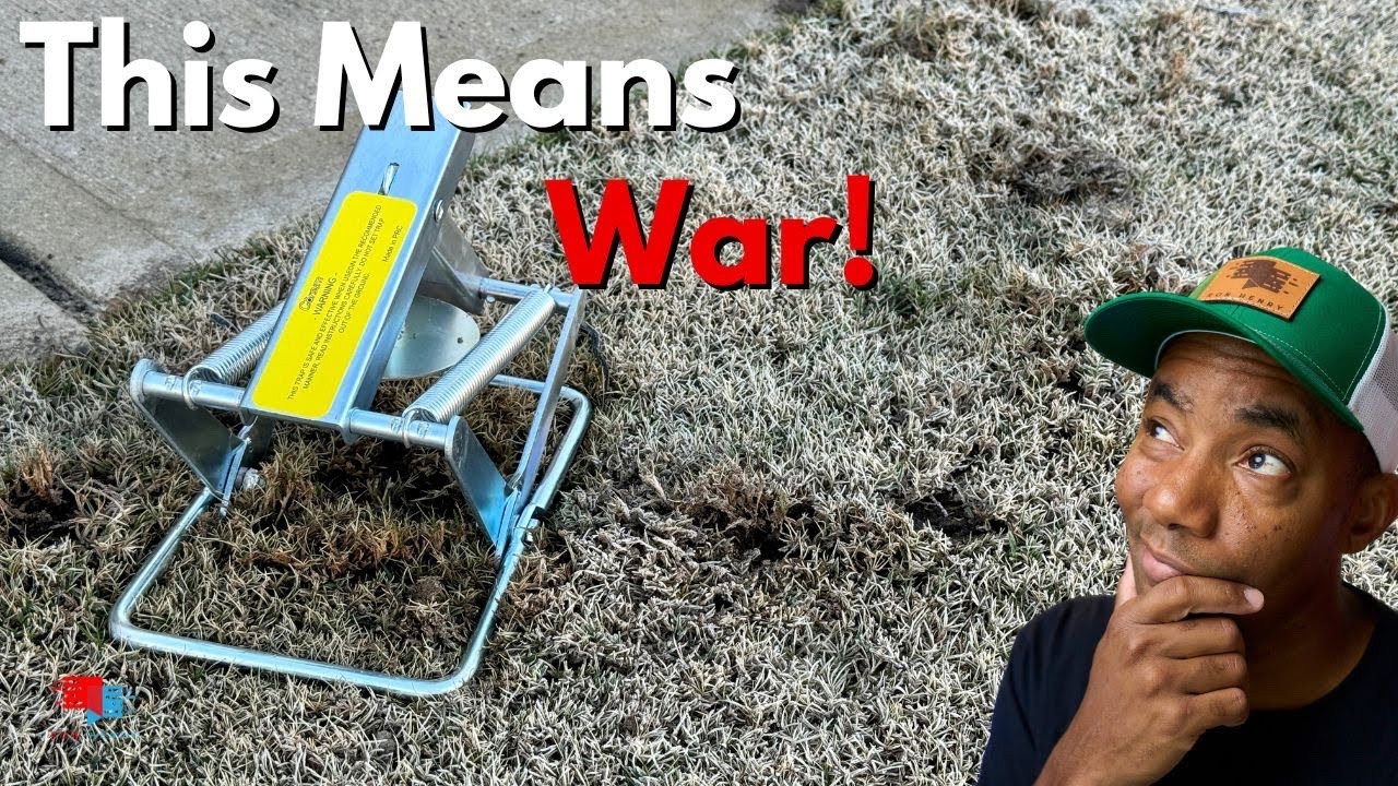 Handling a Mole Invastion - Golf Course Lawn - YouTube