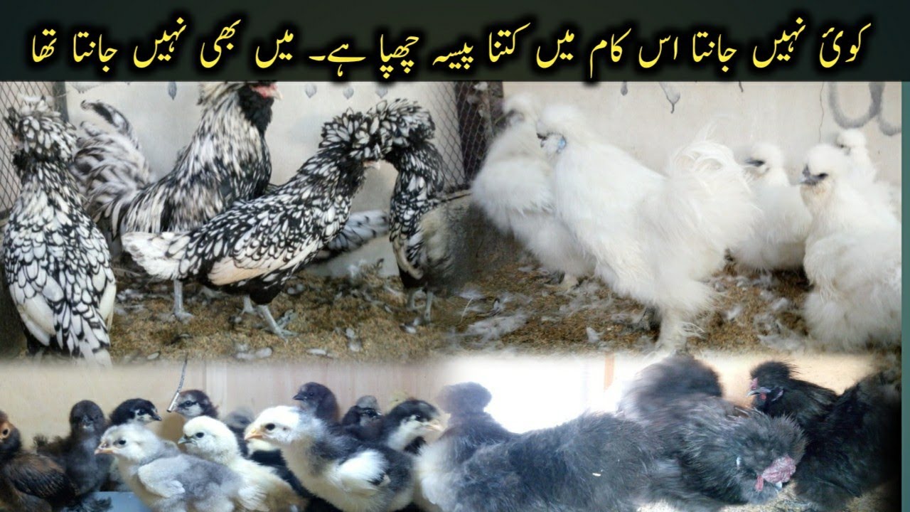 Visit Top Quality Fancy Hens Setup in Karachi || Fancy Hens buisness in ...