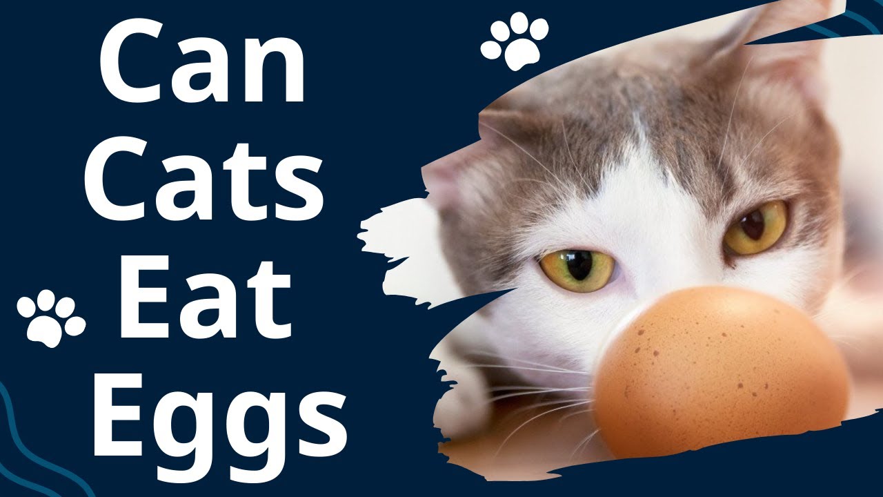 Can Cats Eat Eggs? The Truth Every Cat Owner Needs to Know! - YouTube