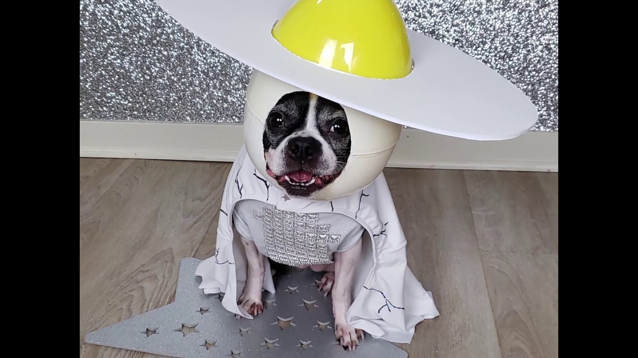 Masked Singer Costumes on Dogs! - YouTube