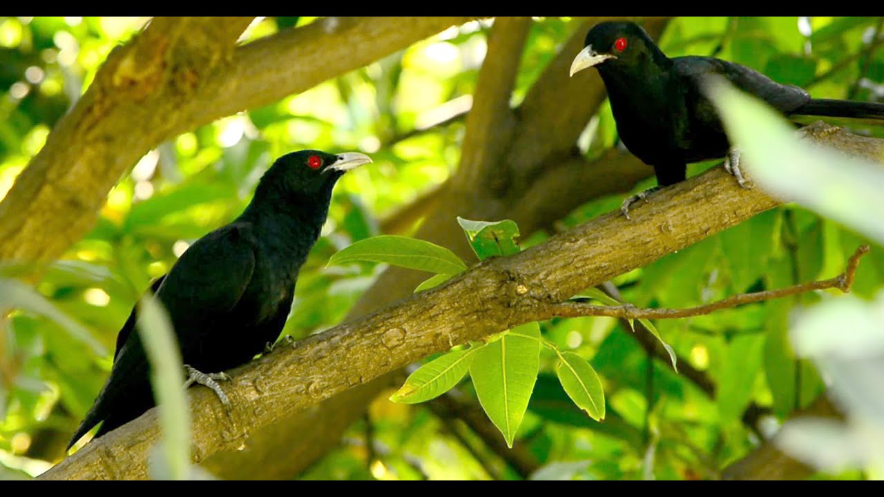 Cuckoo Birds (Koyel Bird) singing and playing, Funny activities (FULL ...