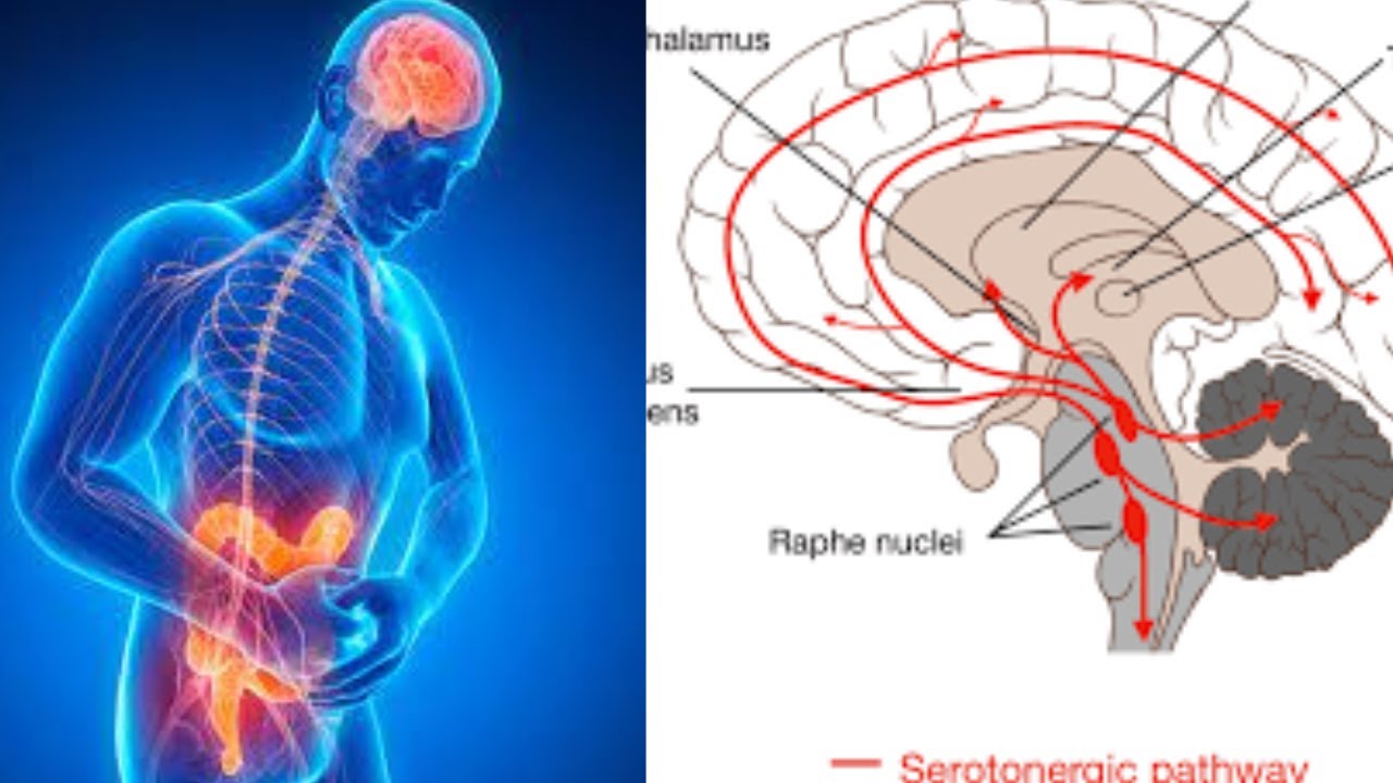 Serotonin: how it's created, it's bodily interactions, and how ...