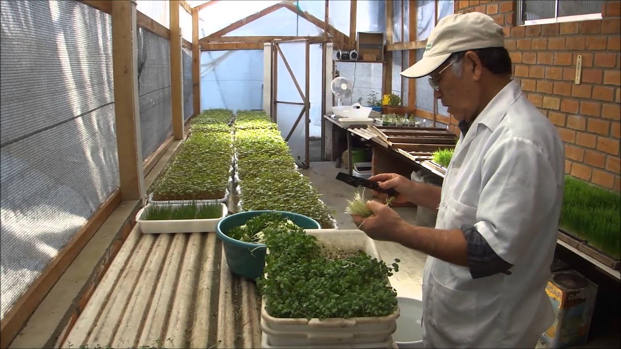 Colhendo brotos de rabanete na estufa - YouTube