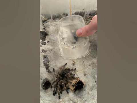 Samice se svlíkla a samec v díře! #chov #chovatel #cz #fyp #pavouci #pavouk #protebe #sklipkan ...