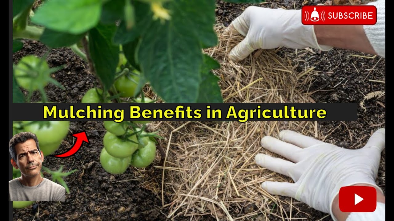 Mulching Magic: Boosting Crop Health and Soil Happiness #mulching # ...