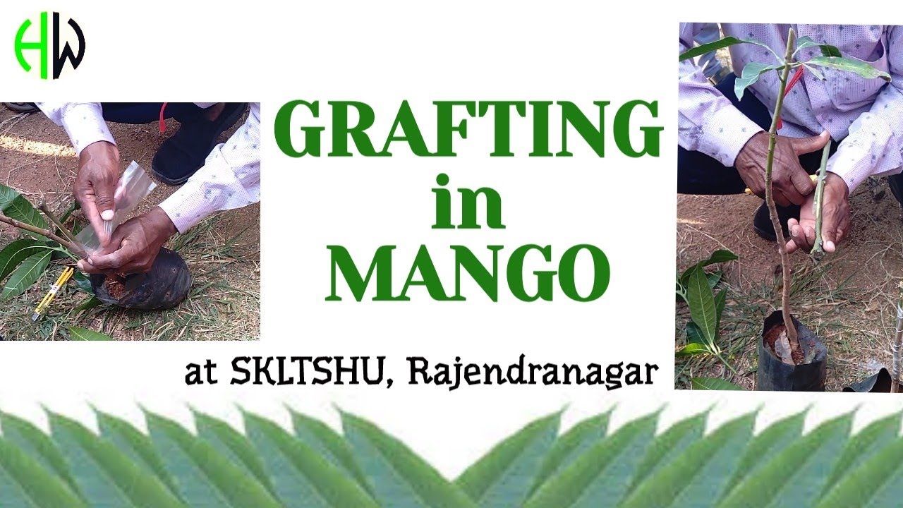 Tutorials Of Grafting in MANGO (Veneer Grafting) #agriculture # ...