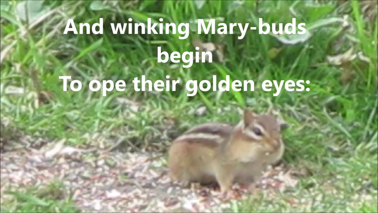 Poetry Corner, with Chippy the Chipmunk - YouTube