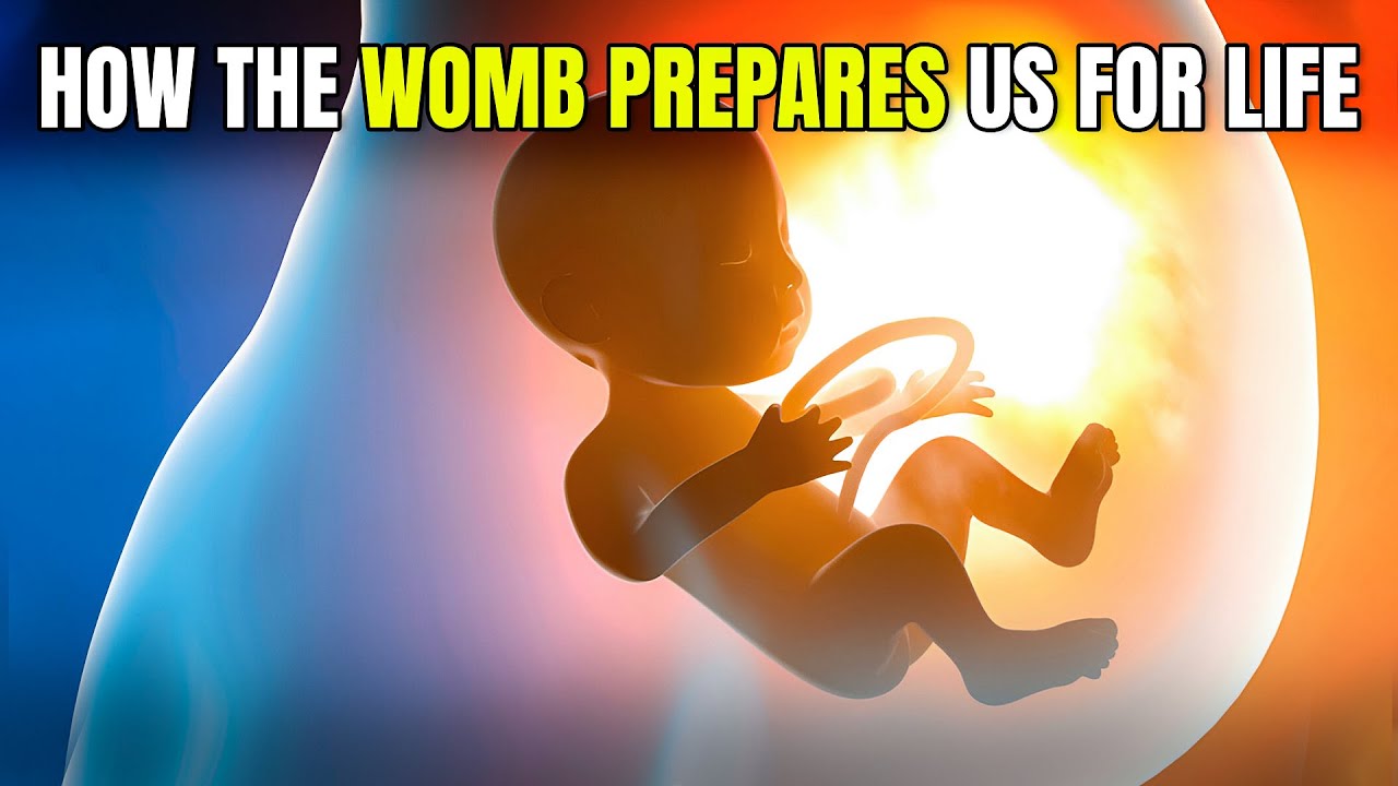 The Womb Environment: How It Prepares the Baby for the Outside World ...