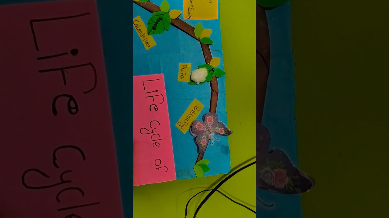 Life cycle of butterfly 🦋 #science project#for school science ...