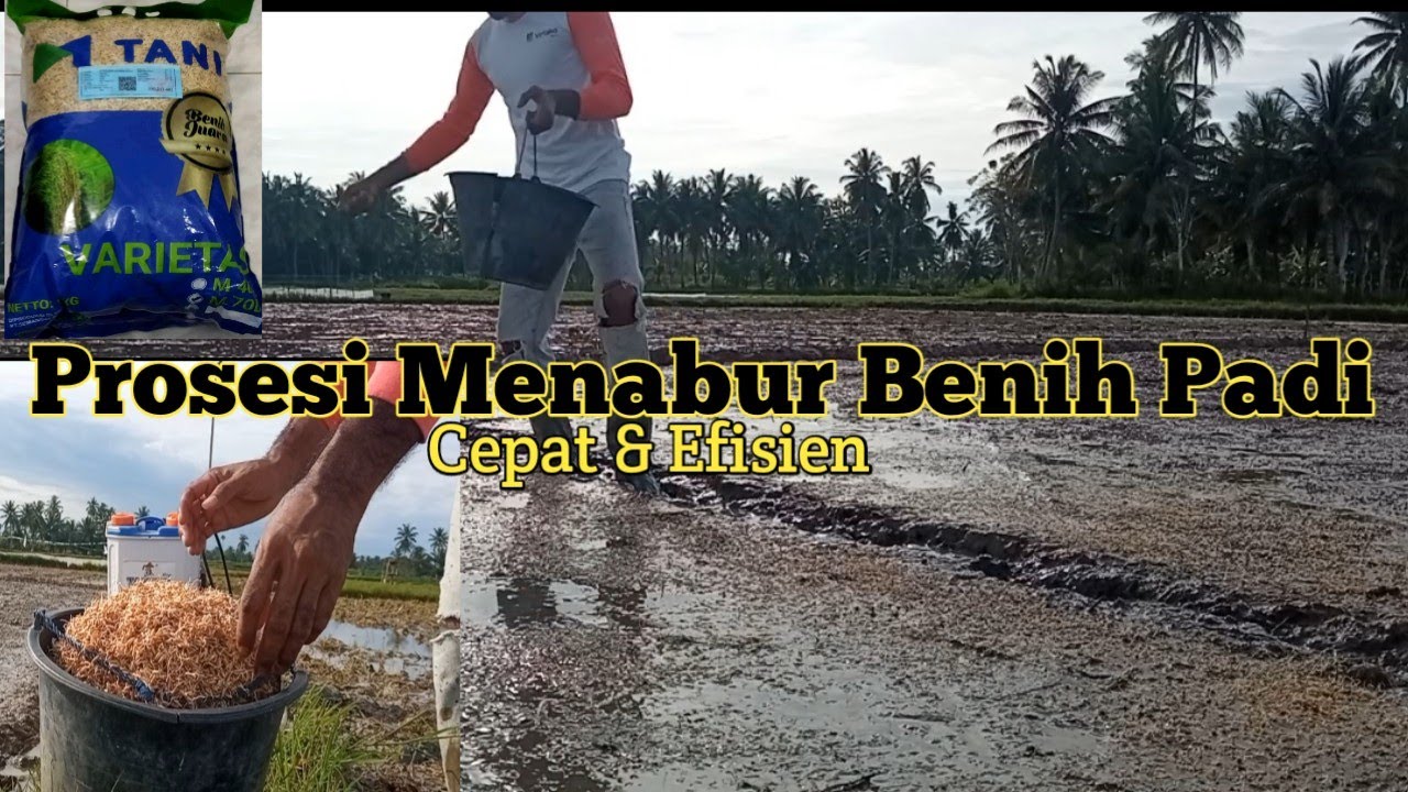 CARA MENABUR BENIH PADI DENGAN BAIK - YouTube