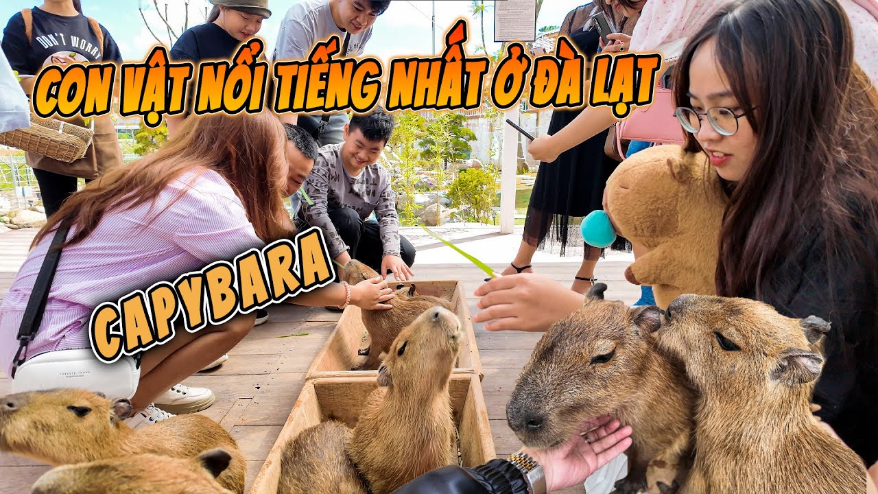ĐÀ LẠT 4: Mình đã ĐƯỢC CHẠM vào CAPYBARA - Ngày cuối ở ĐÀ LẠT thì làm ...