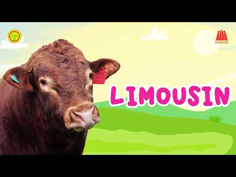 Mengenal Bangsa Sapi di BBIB Singosari - YouTube