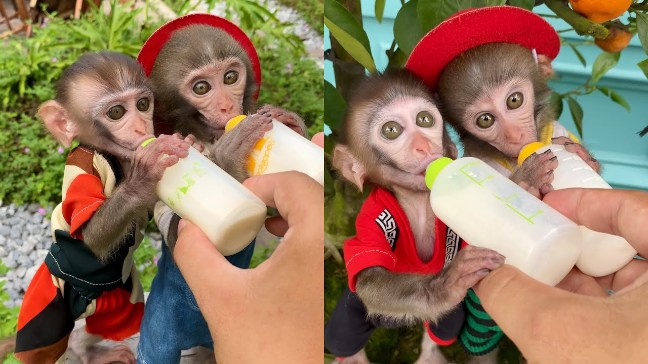 Lovely moments of Pika monkeys and other animal. P195 - YouTube