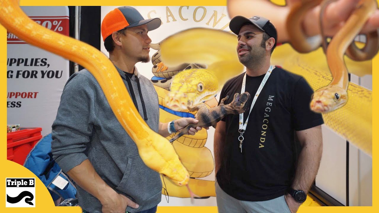 Andrew Stamm and his Thoughts on Keeping Mainland Reticulated Pythons - Triple B TV Ep.299 - YouTube