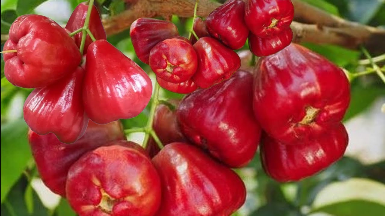 top 2 varieties Red Water Apple - YouTube