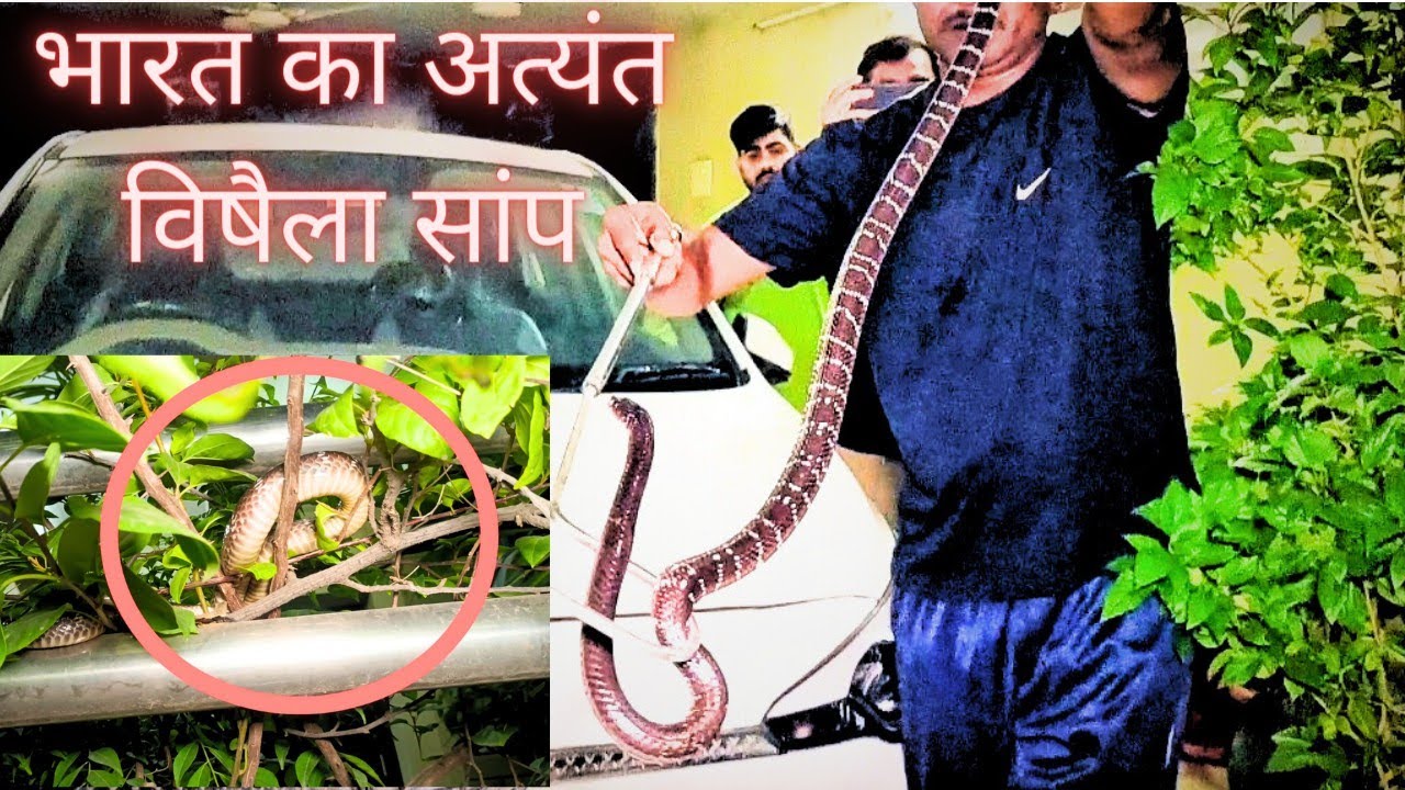 सावधान! रात में बिस्तर पर चढ़कर काटता है ये सांप। India's Most Highly ...