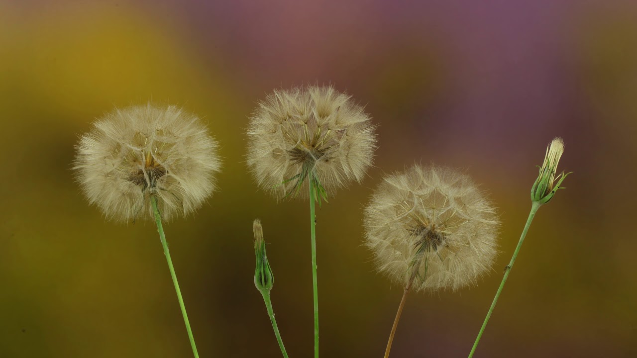 Bursting Seeds Time Lapse - YouTube