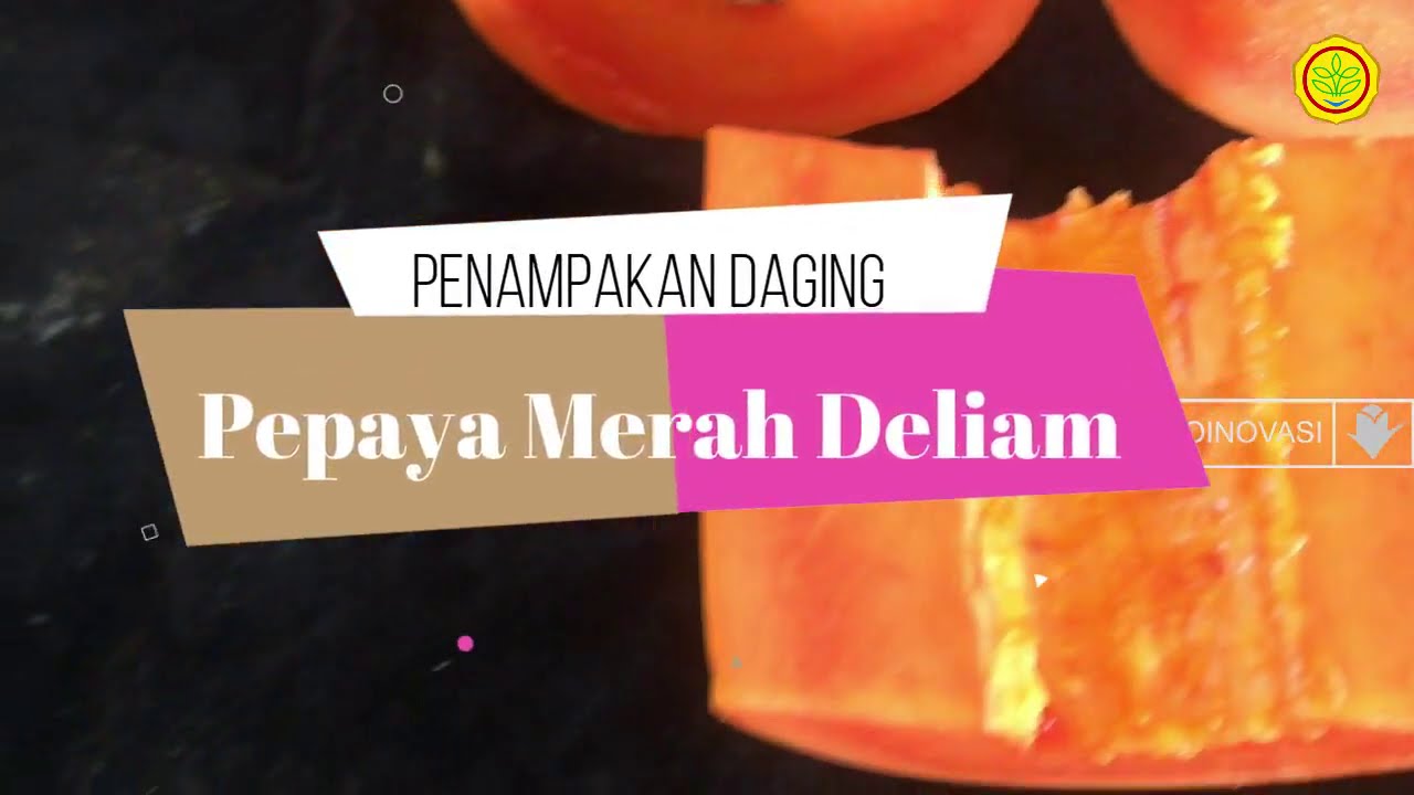 Pemilihan Biji Pepaya Merah Delima Untuk Benih Secara Sederhana - YouTube