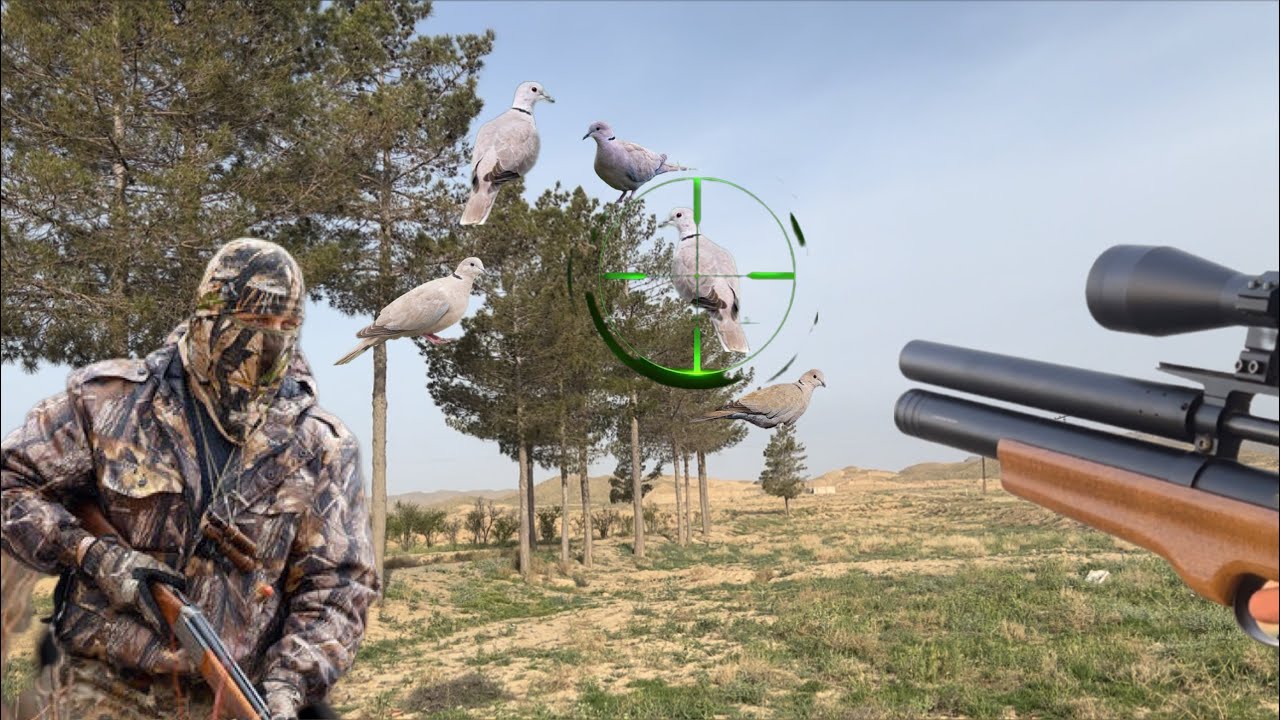 Dove hunt of season 2023 with airgun | gun p15 | sindhi doves - YouTube