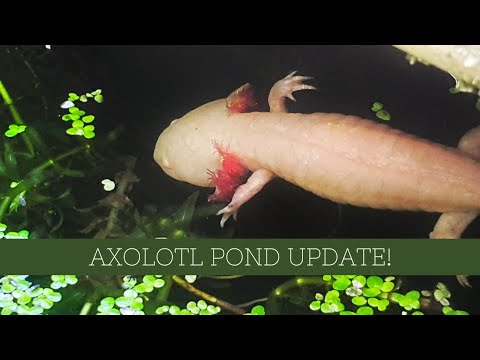 Axolotl Pond Update!! - YouTube