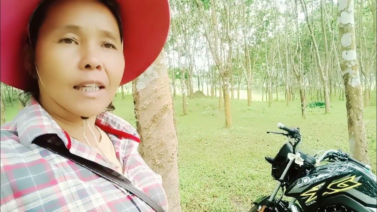 hnub no rov qab tuaj mus yxiav ceg ntoo lo txua yub ya os - YouTube