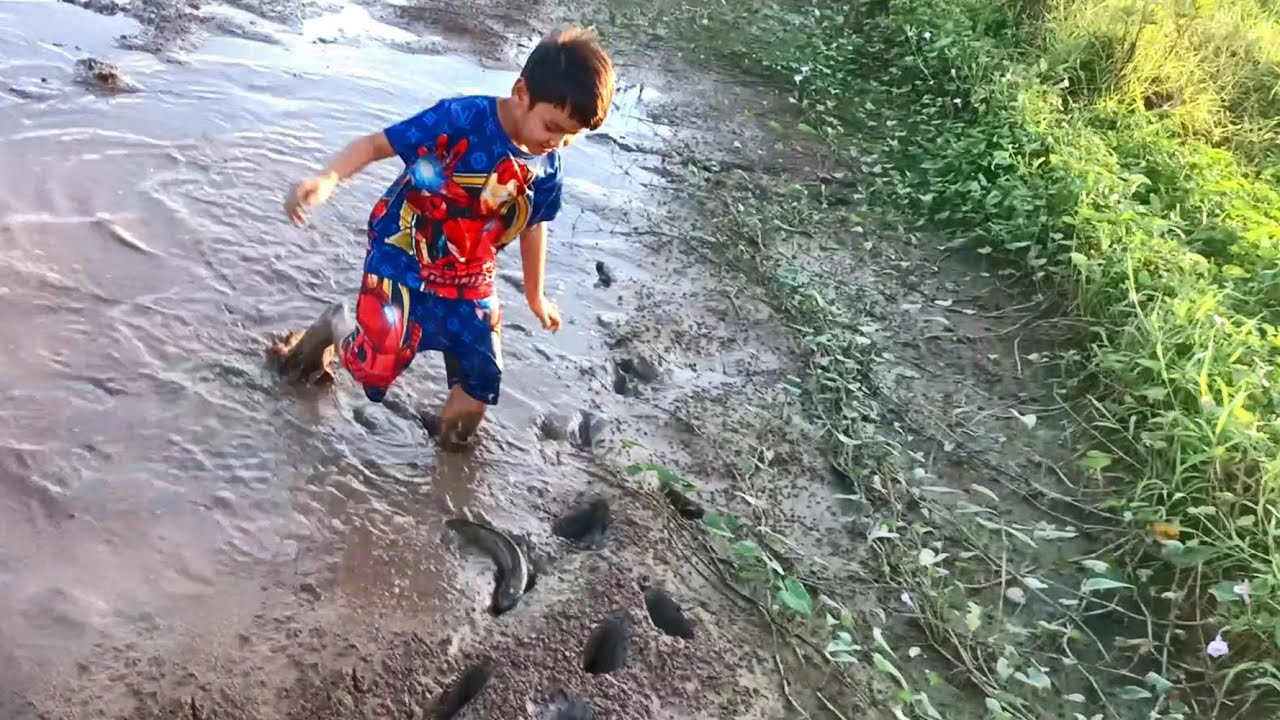Best Catch Fish | Boys Catching A Lot Of Fish By Hand In Mud | Amazing ...