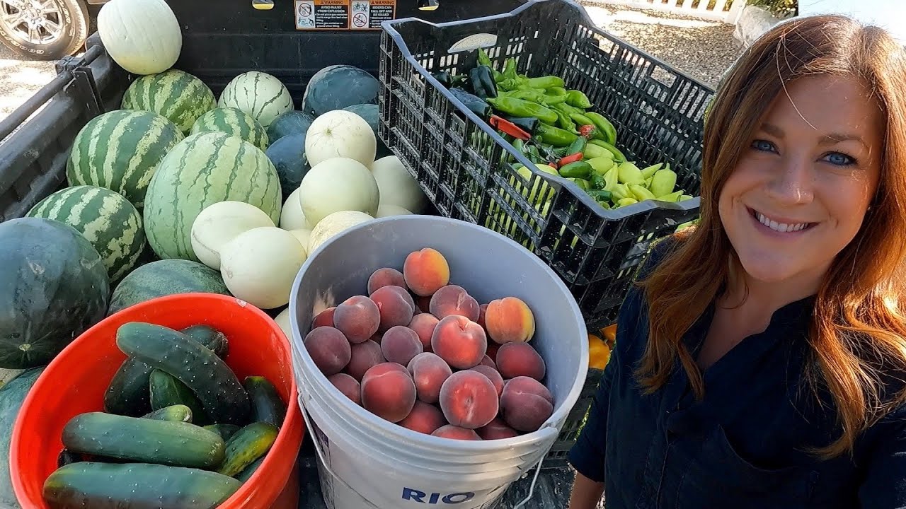 Big Late Summer Harvest!