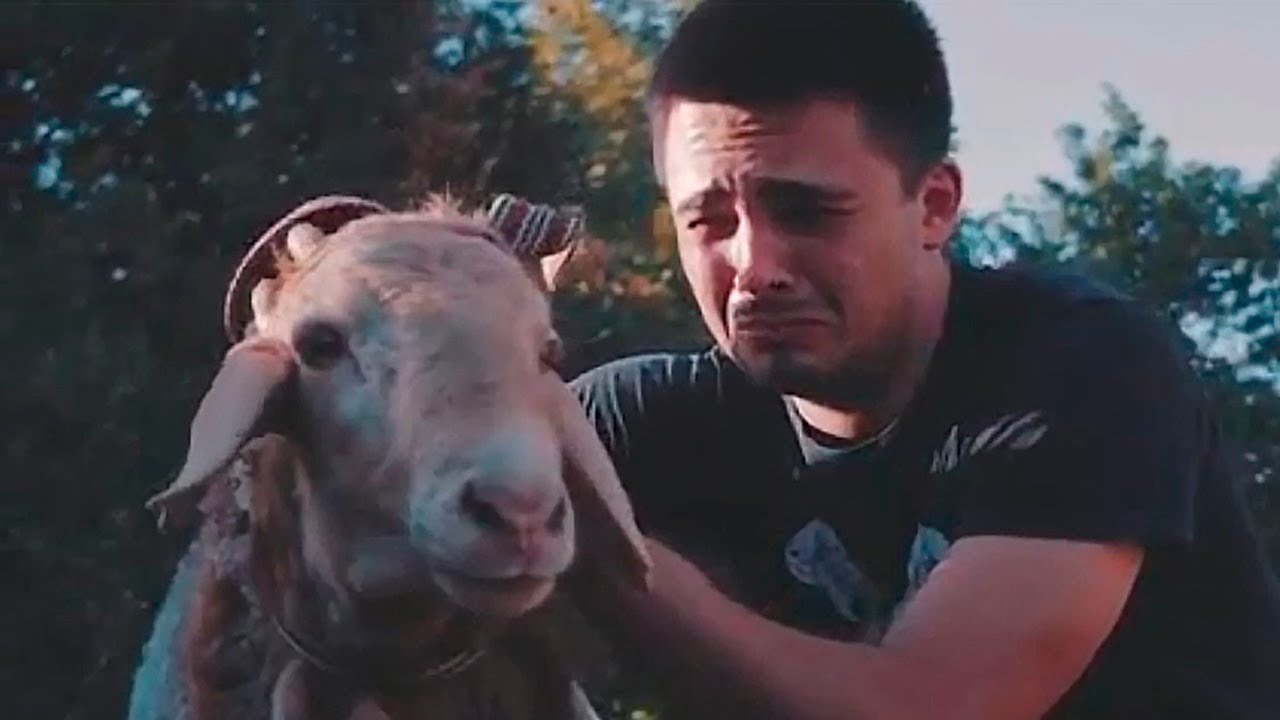 QO'Y BILAN VIDOLASHUV - YANGI TELEGRAM PRIKOLLAR #64 / UZBEK PRIKOL ...