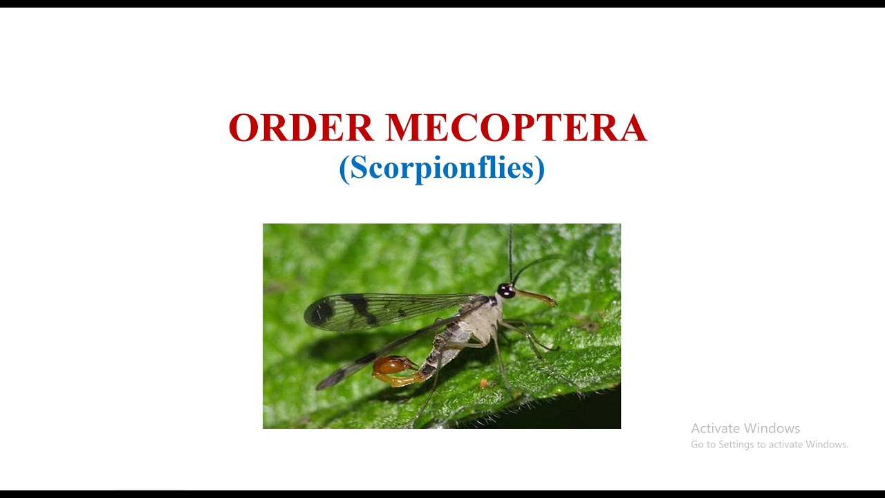 Order Mecoptera - YouTube