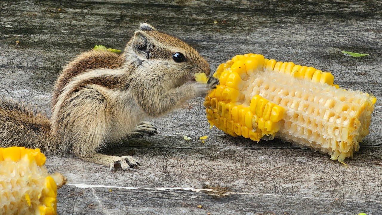 Squirrel 🐿️ enjoying American sweet corn 🌽 😋 #nature #squirrels # ...