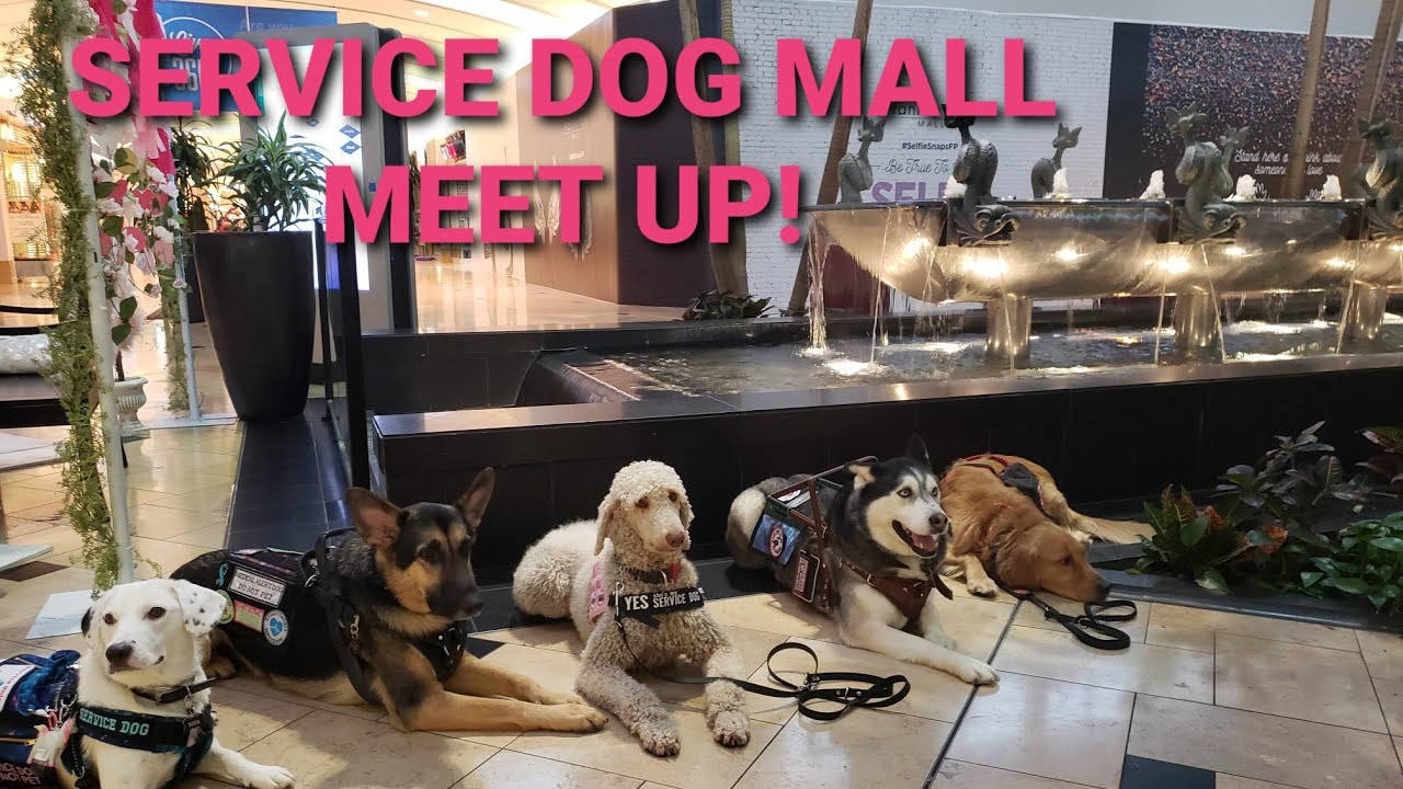 SERVICE DOG MEET UP FRANKLIN PARK MALL!!! - YouTube