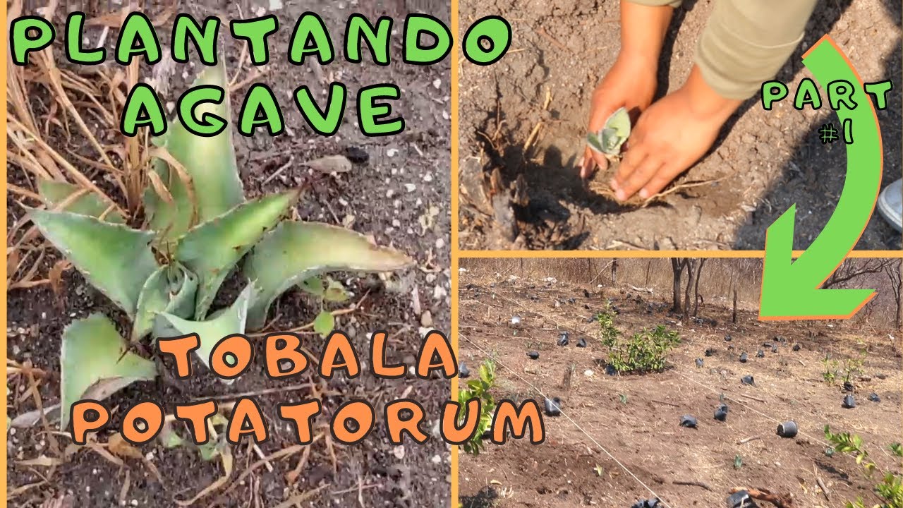 COMO SEMBRAR maguey o agave tobala🟢, TRASPLANTE DE AGAVE EN CAMPO - YouTube