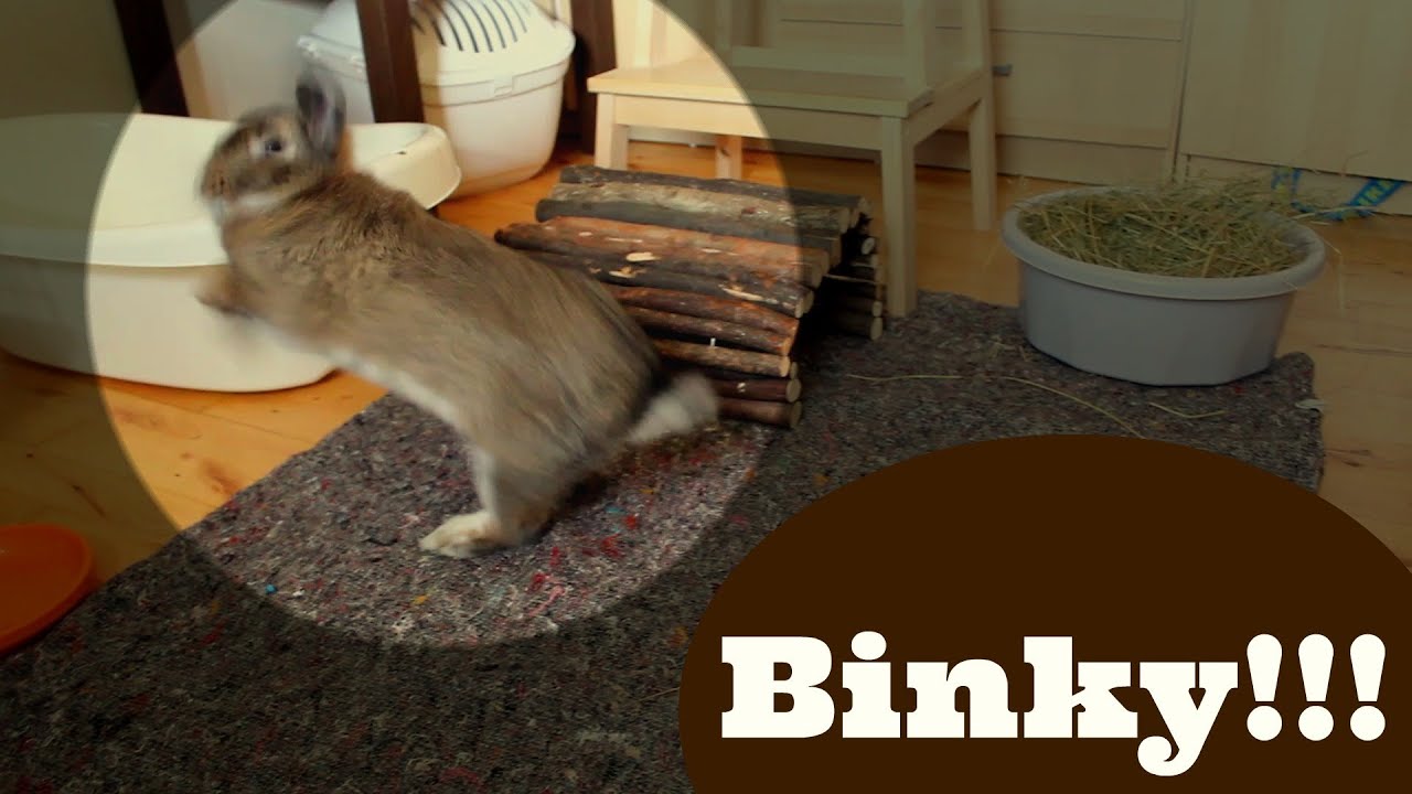 Pinky the bunny, doing the binky - YouTube