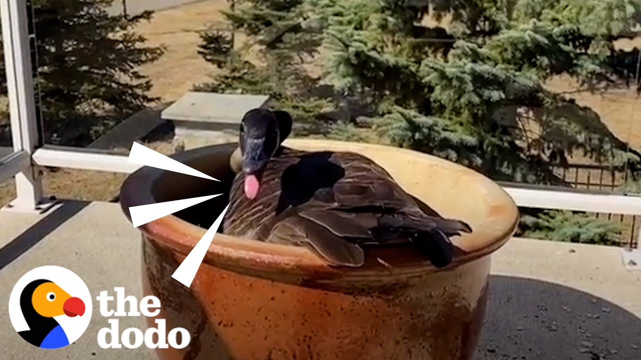 Goose Completely Take Over Man's Deck | The Dodo Wild Hearts - YouTube