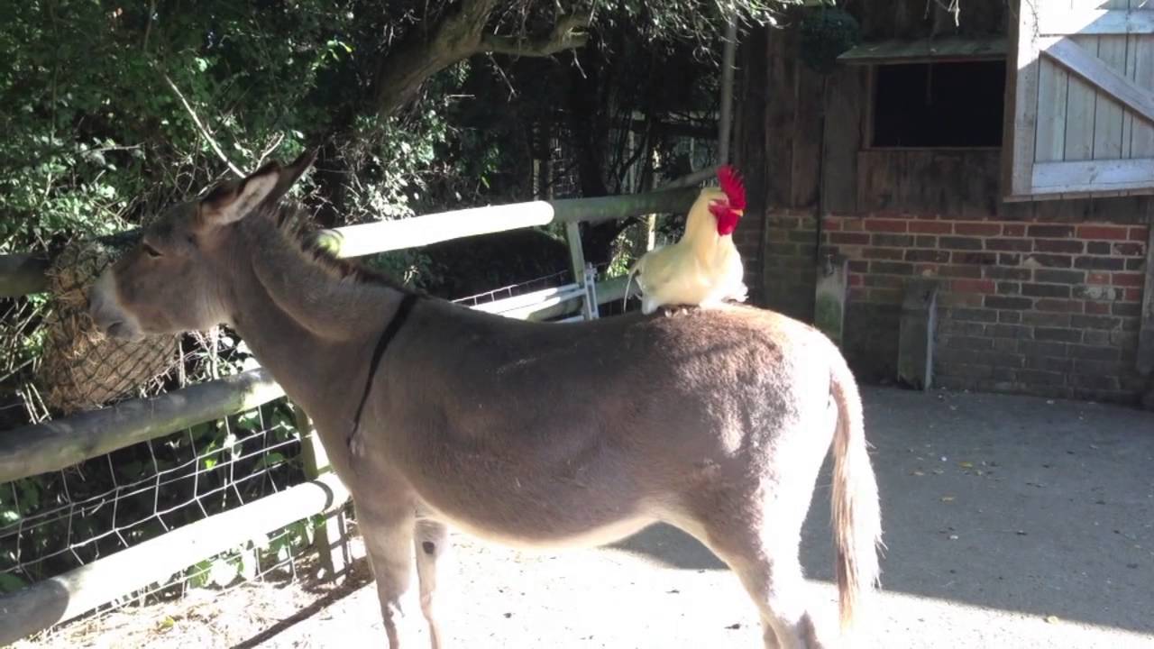 Chicken Donkey Rides - YouTube