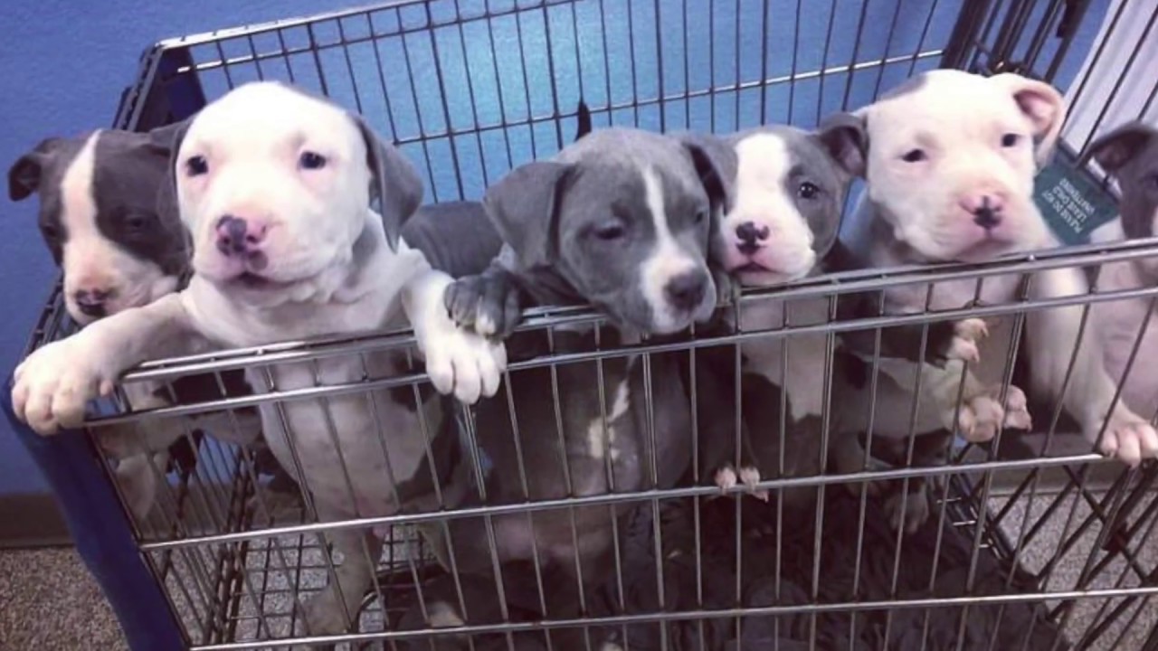 Pit Bulls of PAWS - YouTube