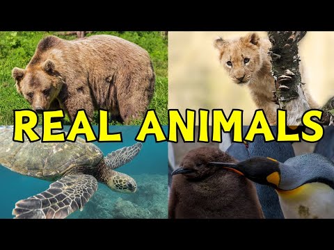 ABC Animals for Kids | Real Life Animals from A-Z for Toddlers, Farm ...