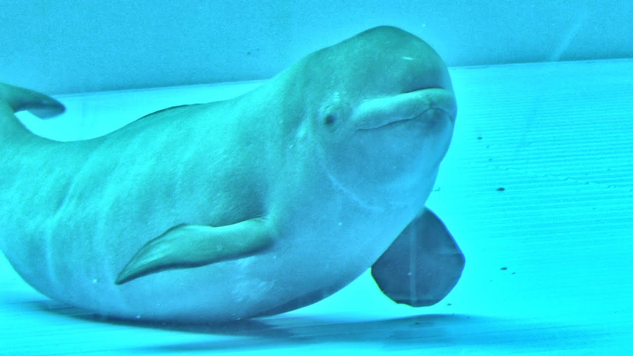Baby beluga spins in the water.😊 Nina, beluga whale, Kamogawa Sea World ...