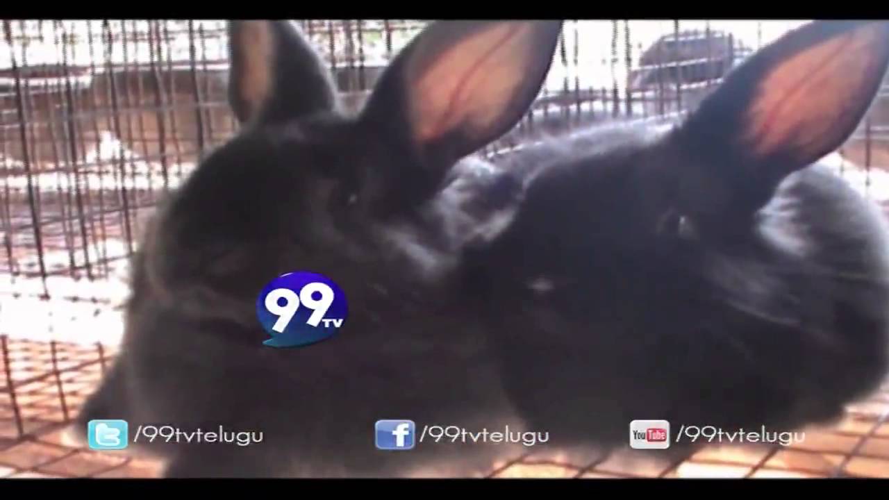 Fish Forming || Rabbit Farming - Eruvaka - 22-01-2015 - 99tv - YouTube