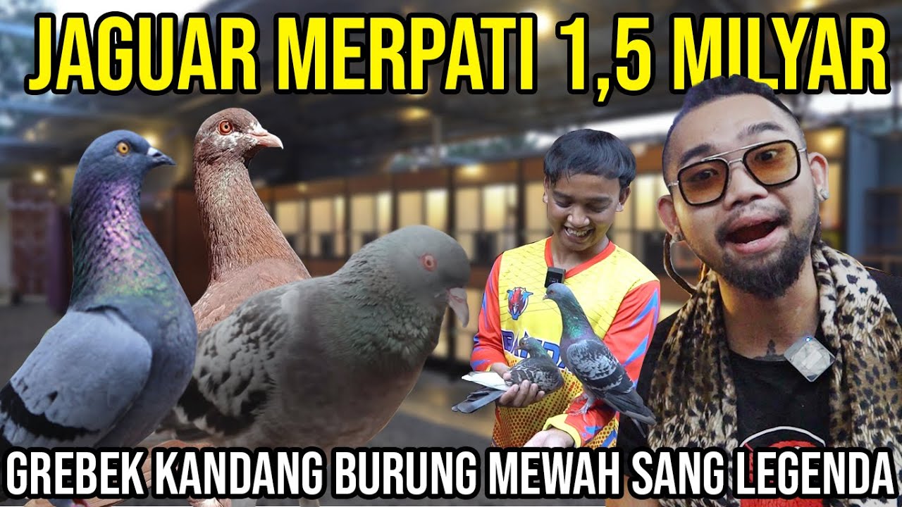 JAGUAR MERPATI 1,5 MILYAR GREBEK KANDANG BURUNG MEWAH SANG LEGENDA ...