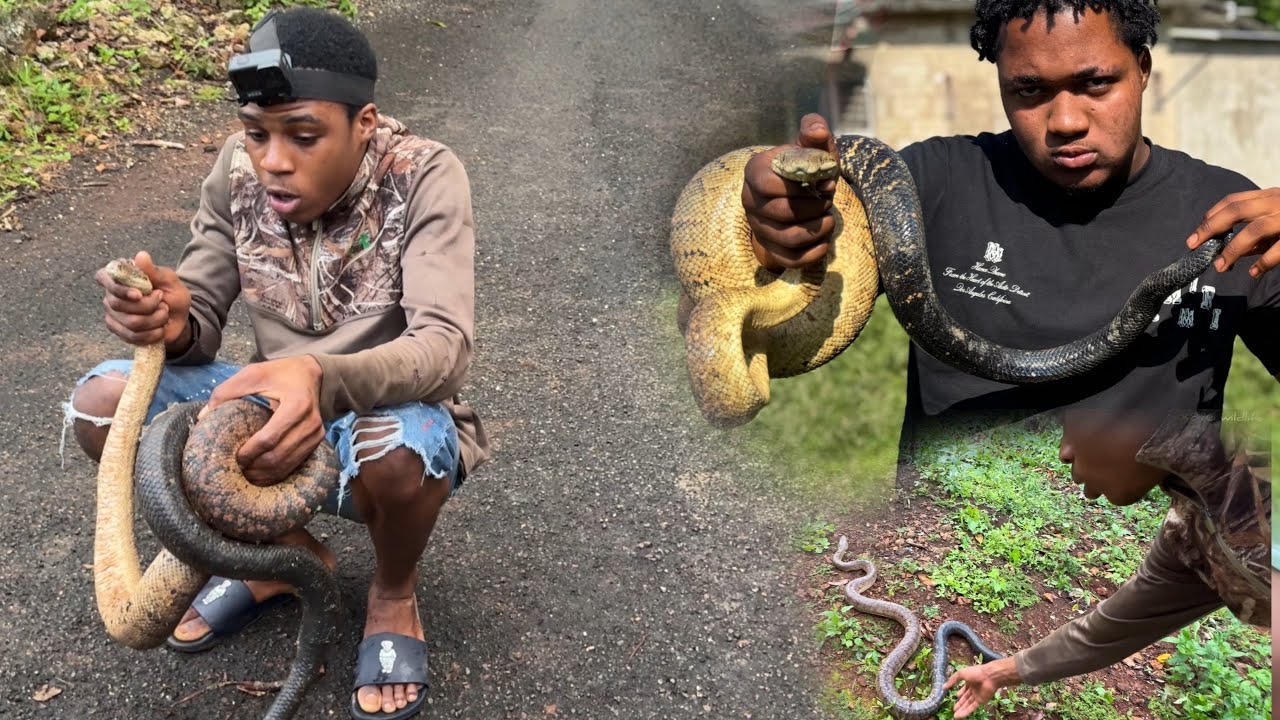 Catch Massive python Snake seen in a Resident back yard biggest snake ever seen 🐍🐍 - YouTube