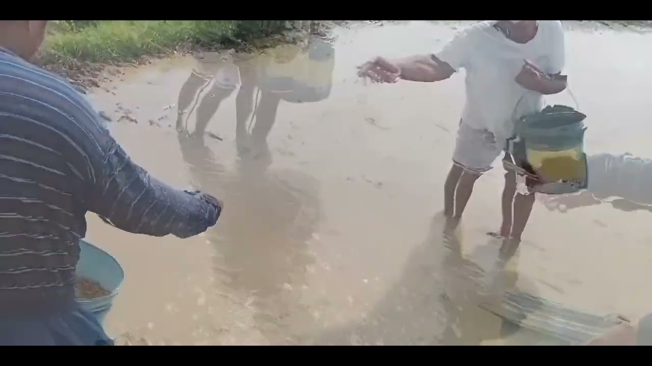 teknik sa pagpunla ng palay tatlong klaseng binhi ng palay longping 534 ...