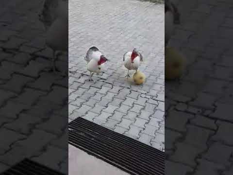 Horozlar top oynuyor