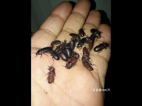 UN KURDU YUMURTA ALMA- ÖLÜ BOCEK AYIRMA VE STANDART ÜRETİM