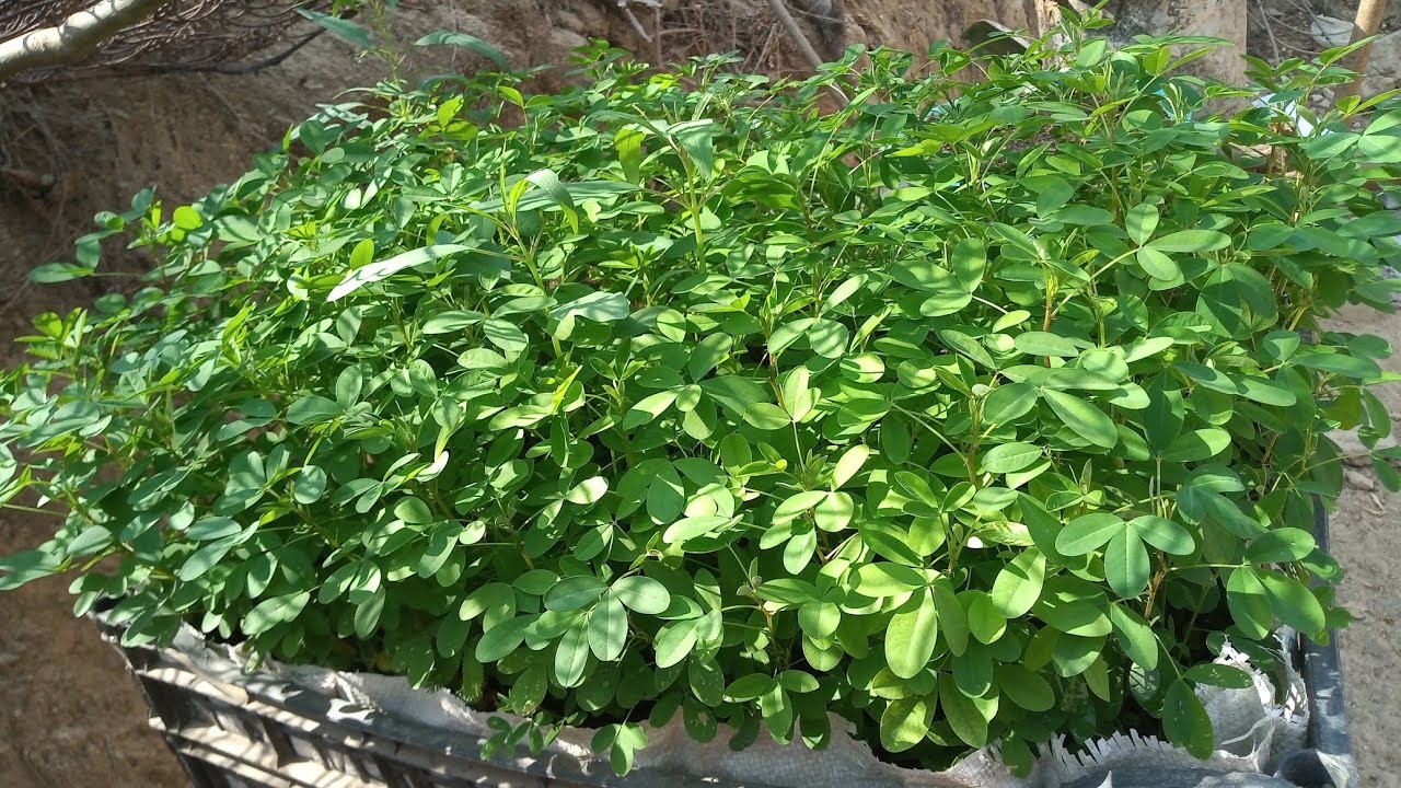 cómo germinar semillas de chipile en maceta - YouTube