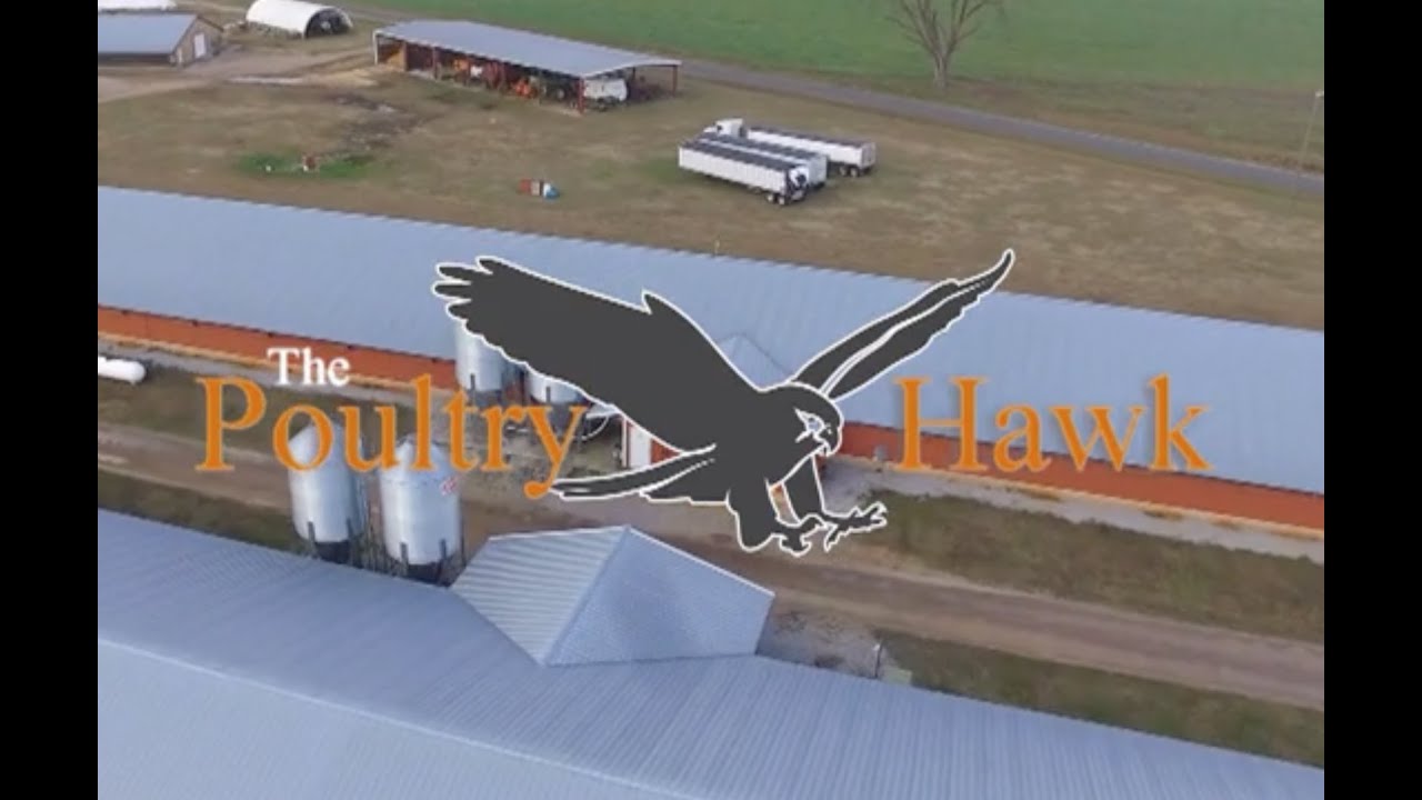 Introducing the Poultry Hawk® - YouTube