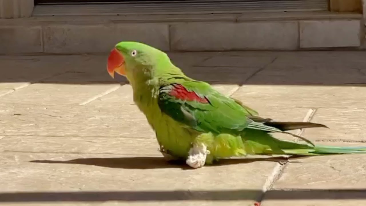 Parrot learns to walk on tiny boots after losing her feet - YouTube
