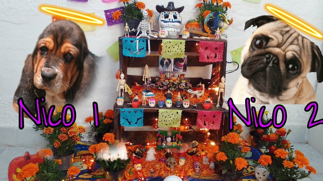 Pongo la ofrenda para mis perritos 🐶 para este día de muertos😱 - YouTube