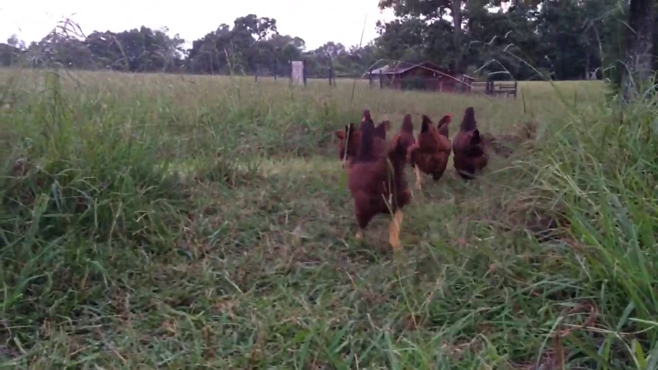 Chicken Wranglers - YouTube