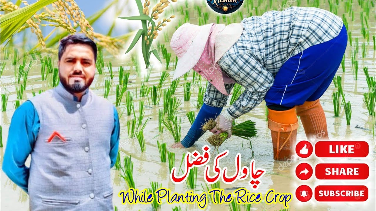 Bhai Zubair planting rice in gari dupatta - YouTube